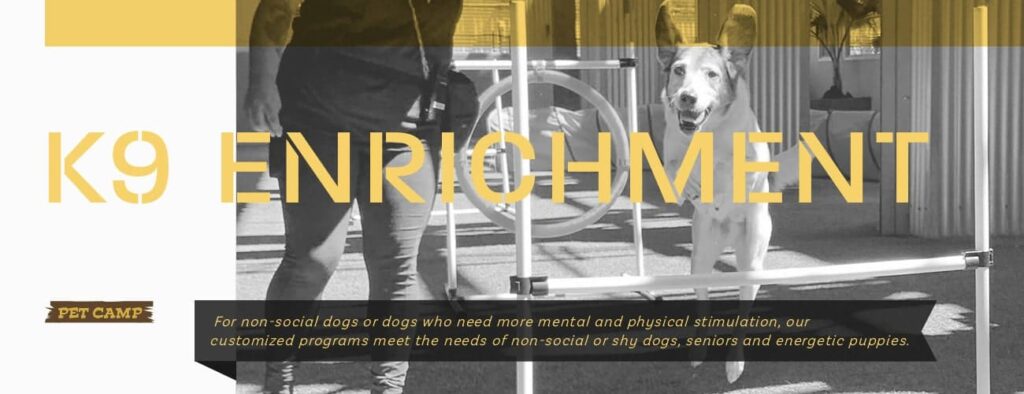 Pet Camp | Overnight Dog & Cat Boarding | Doggie Daycare San Francisco