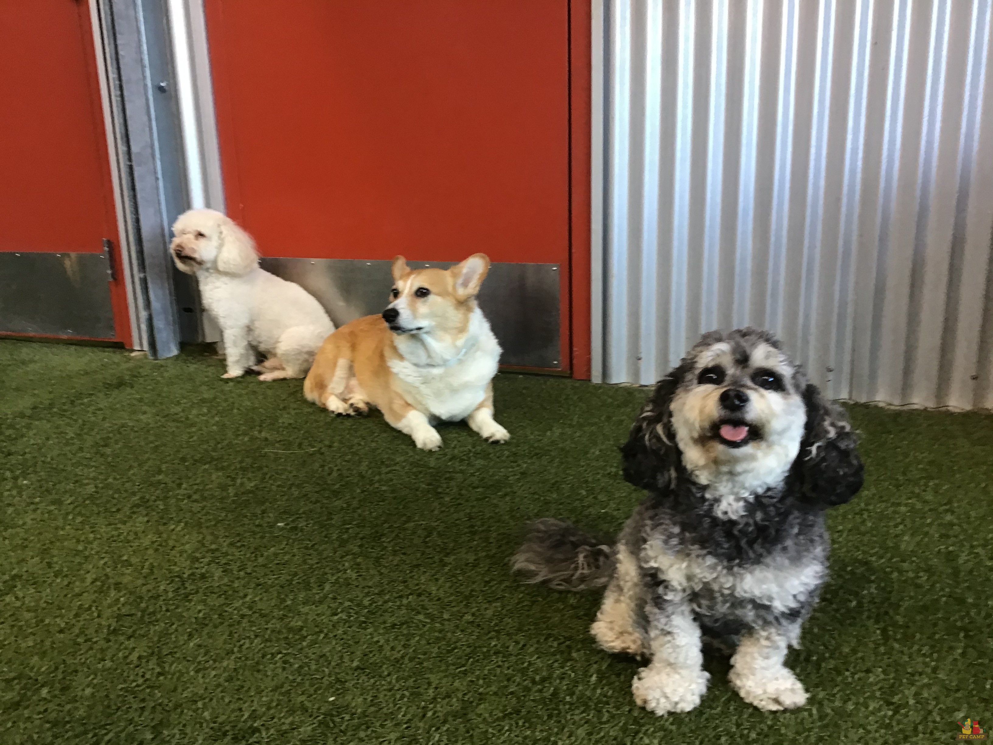 Pet Camp Main Campground February 6, 2020 | Pet Camp