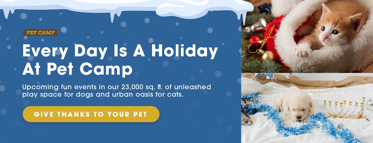 Pet Camp | Overnight Dog & Cat Boarding | Doggie Daycare San Francisco