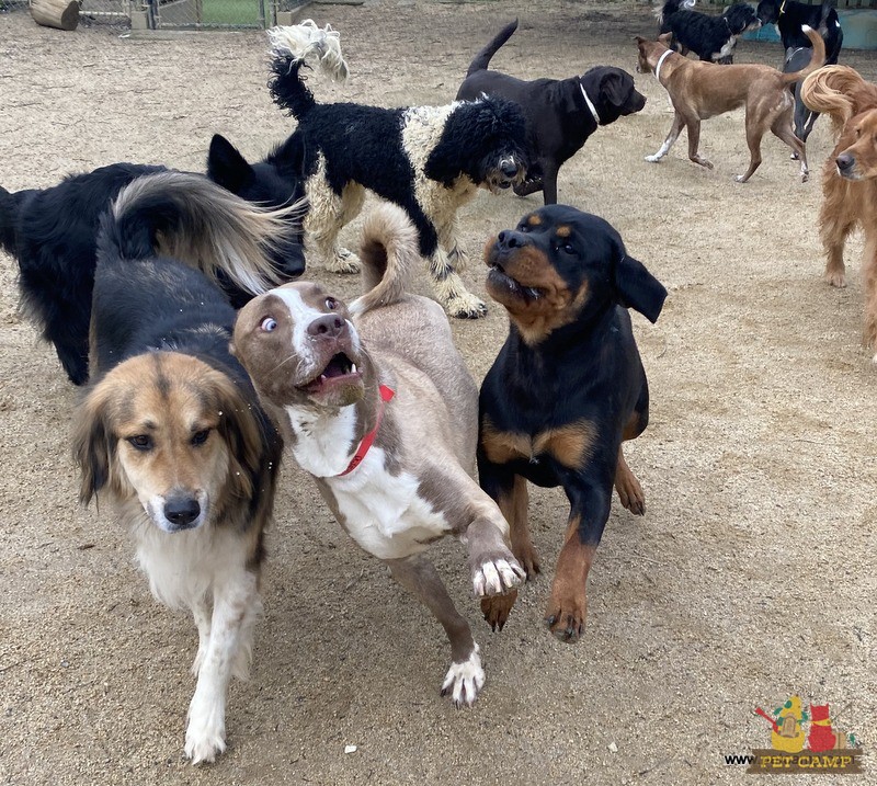 Pet Camp Main Campground December 28th, 2021 | Pet Camp