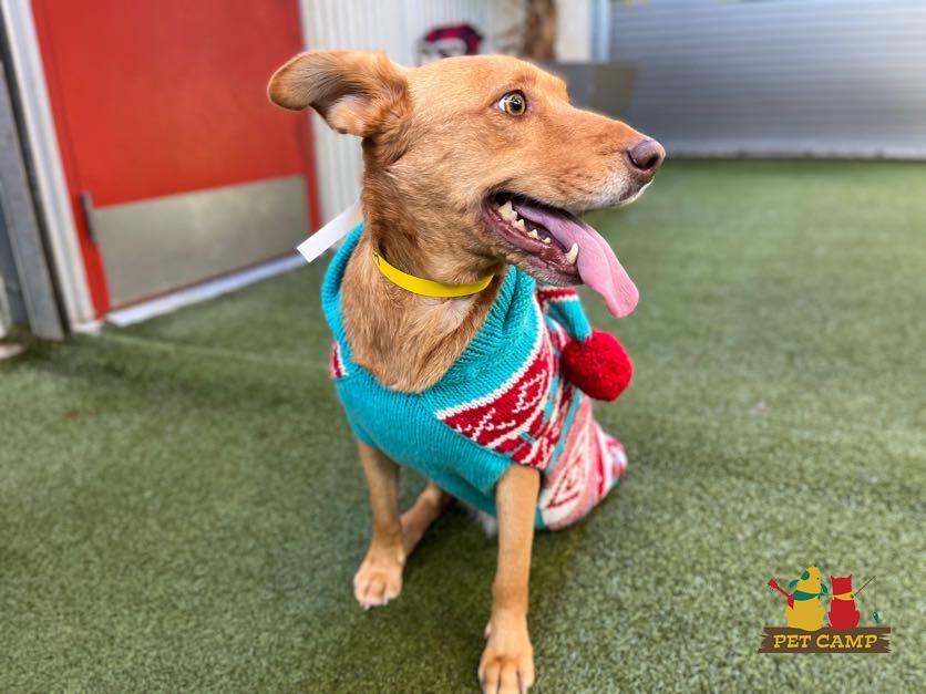 Pet Camp Main Campground – December 15th, 2022 | Pet Camp