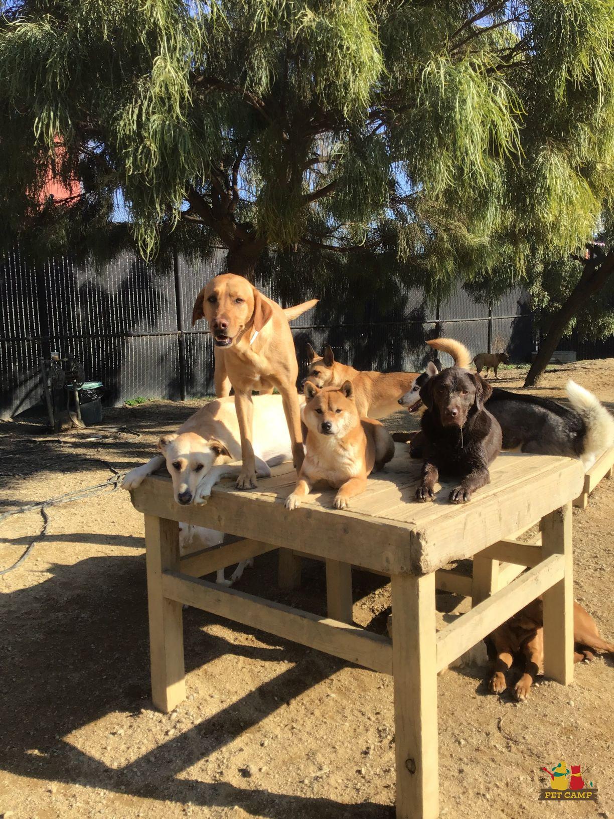 Pet Camp Main Campground - December 18, 2022 | Pet Camp