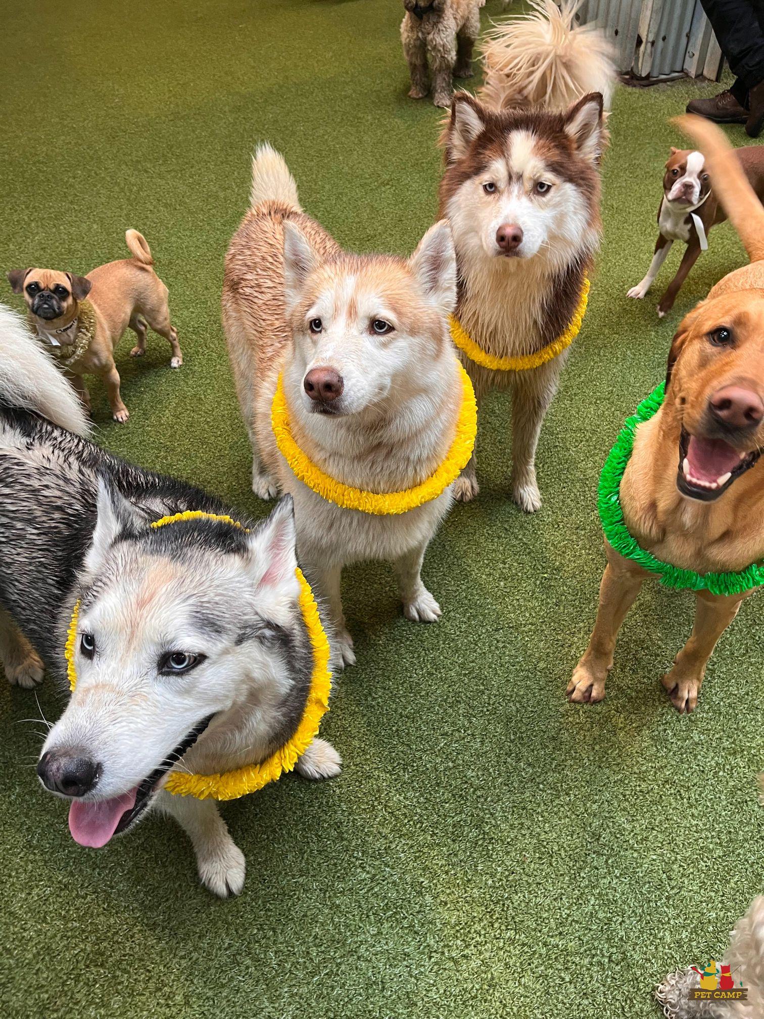 Pet Camp Main Campground - December 31, 2022 | Pet Camp