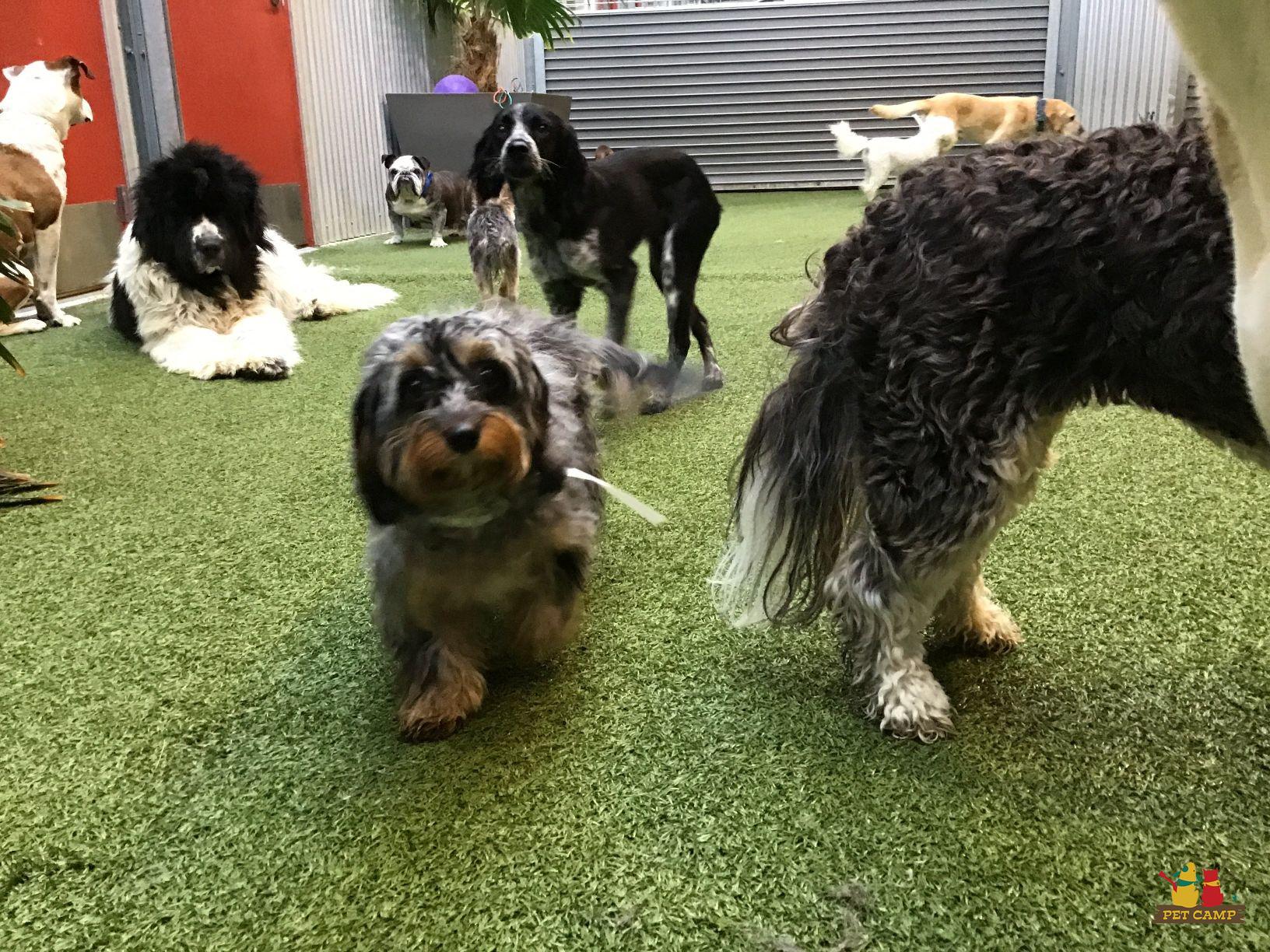 Pet Camp Main Campground- January 2, 2023 | Pet Camp