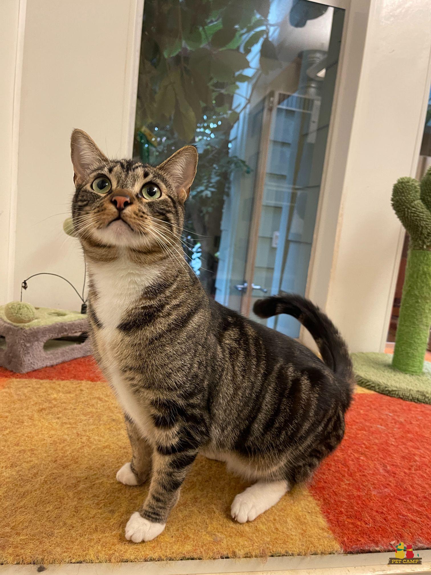 Pet Camp Cat Safari - Saturday, January 7th, 2023 | Pet Camp