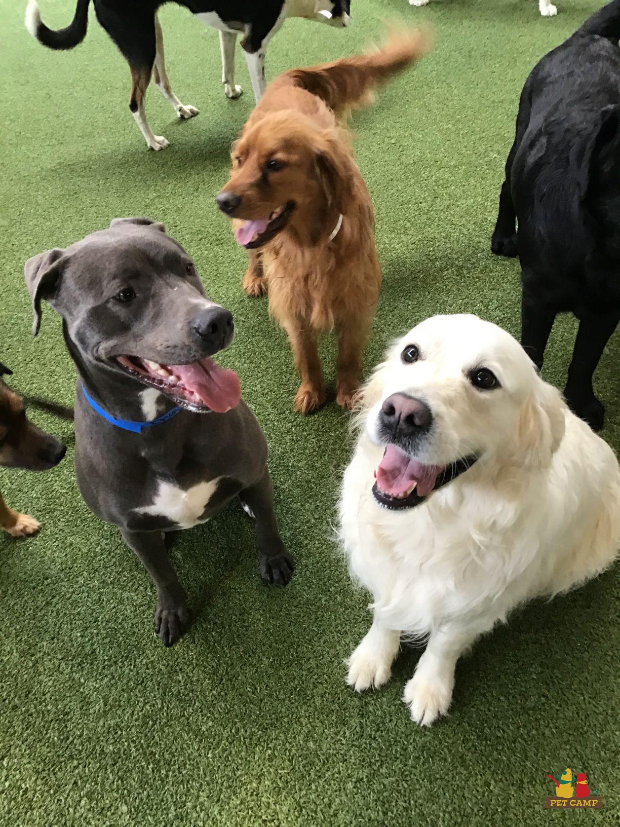 Pet Camp Main Campground - January 14th, 2023 | Pet Camp