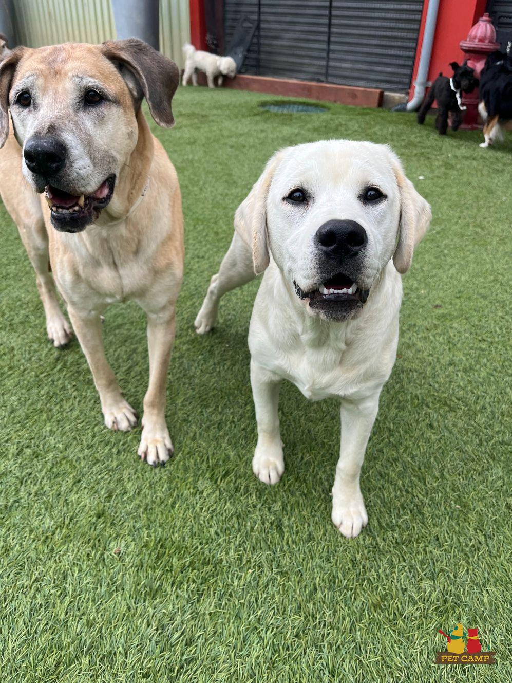 Pet Camp Main Campground 3/11/2023 | Pet Camp