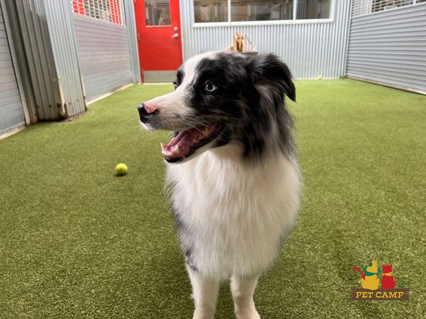 Pet Camp Main Campground – May 26, 2023 | Pet Camp