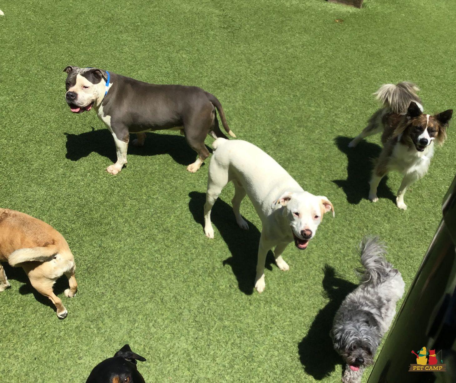 Pet Camp Main Camp Ground, June 3rd 2023 | Pet Camp