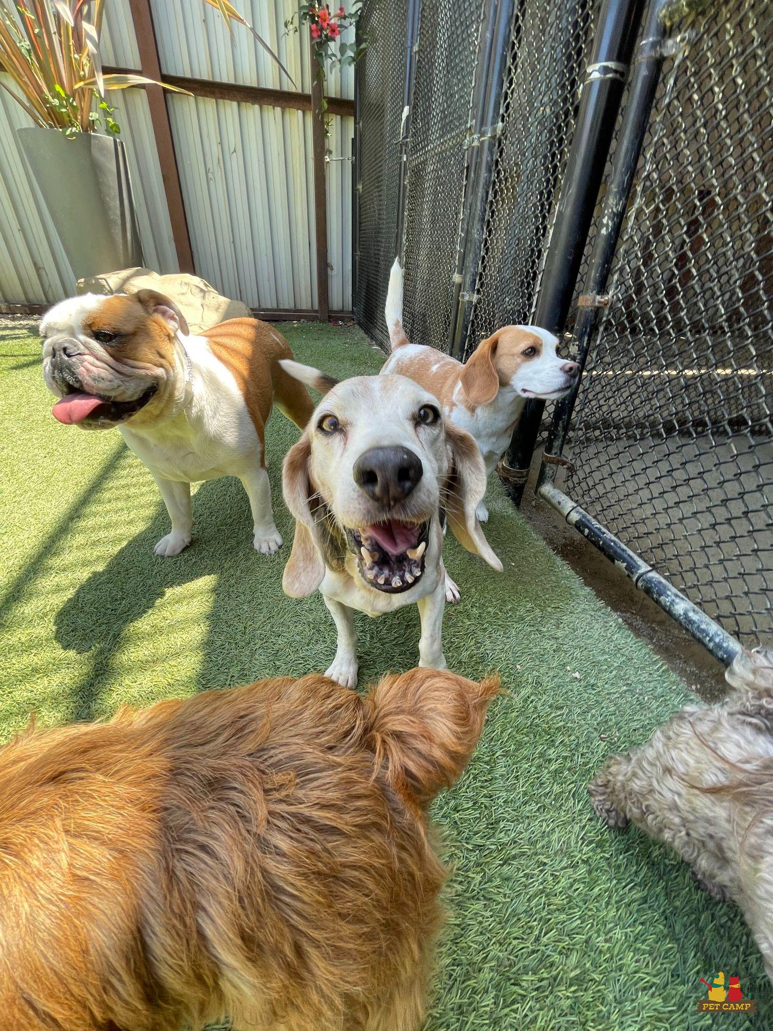 Pet Camp Main Campground - June 4, 2023 | Pet Camp