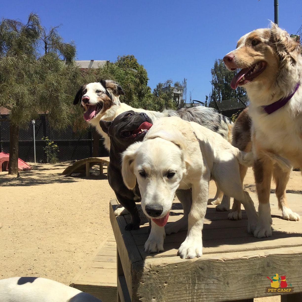 Pet Camp Main Campground- August 6, 2023 | Pet Camp