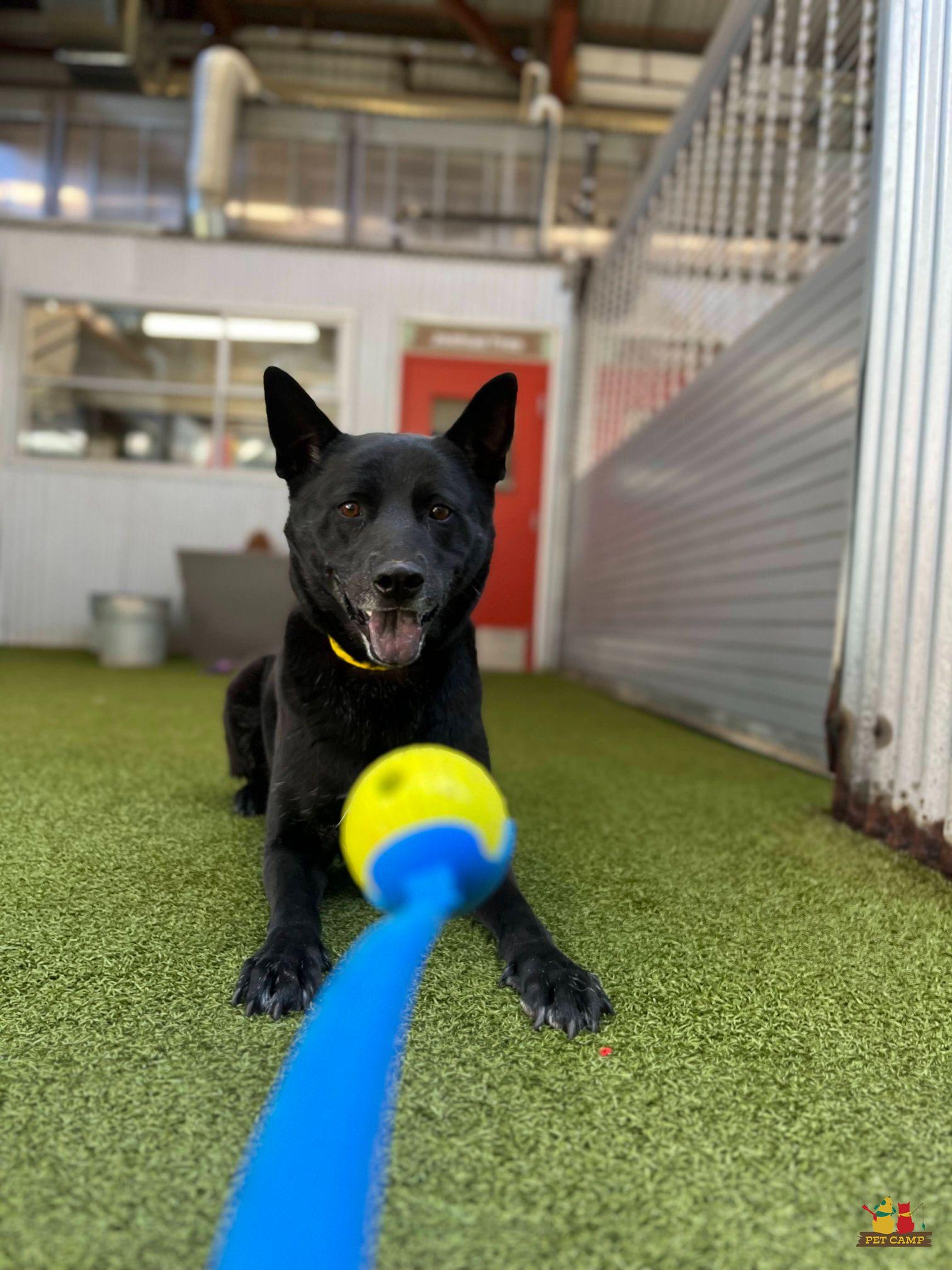 Pet Camp Main Campground - August 13, 2023 | Pet Camp