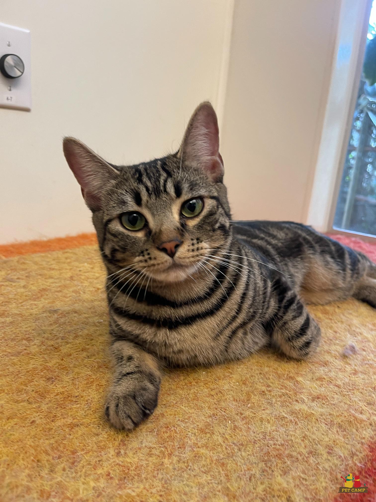 Pet Camp Cat Safari - Sunday, January 14th, 2024 | Pet Camp