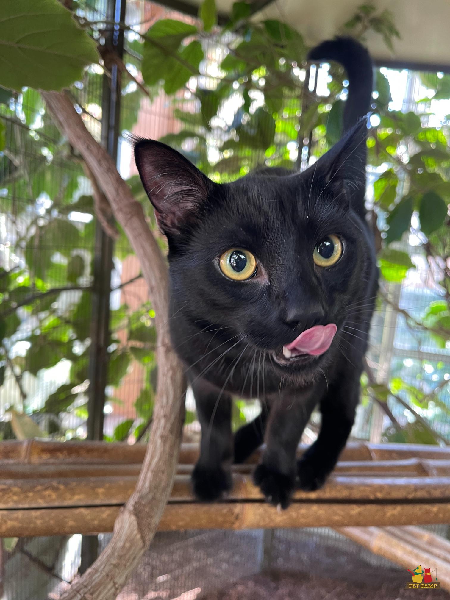 Pet Camp Cat Safari - Saturday, February 24th, 2024 | Pet Camp