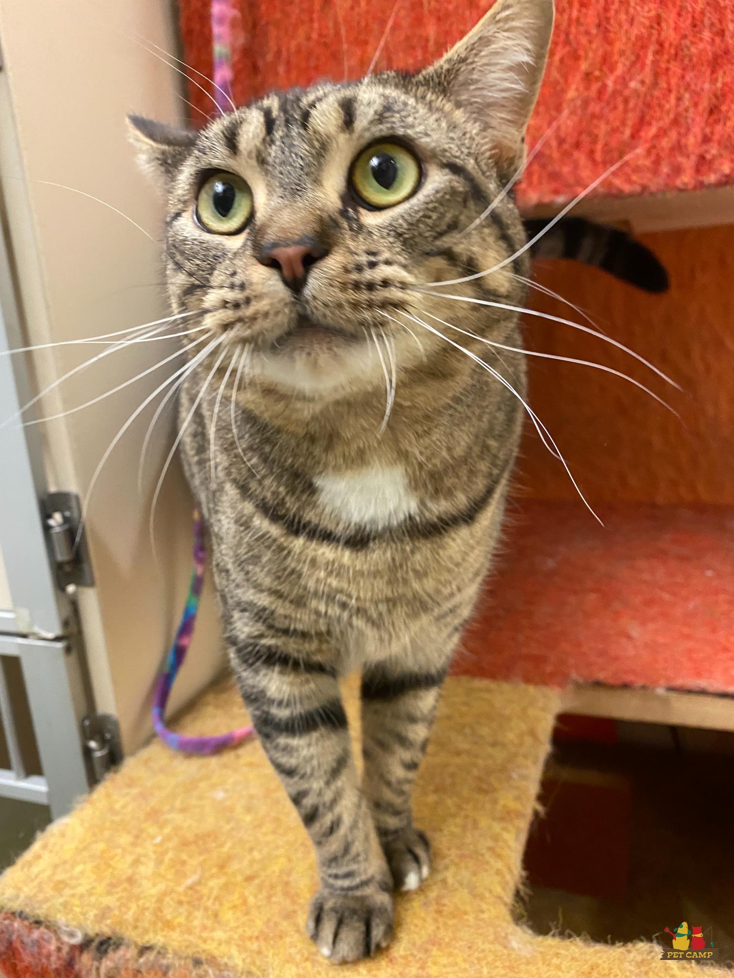 Pet Camp Cat Safari - Wednesday, March 6th, 2024 | Pet Camp