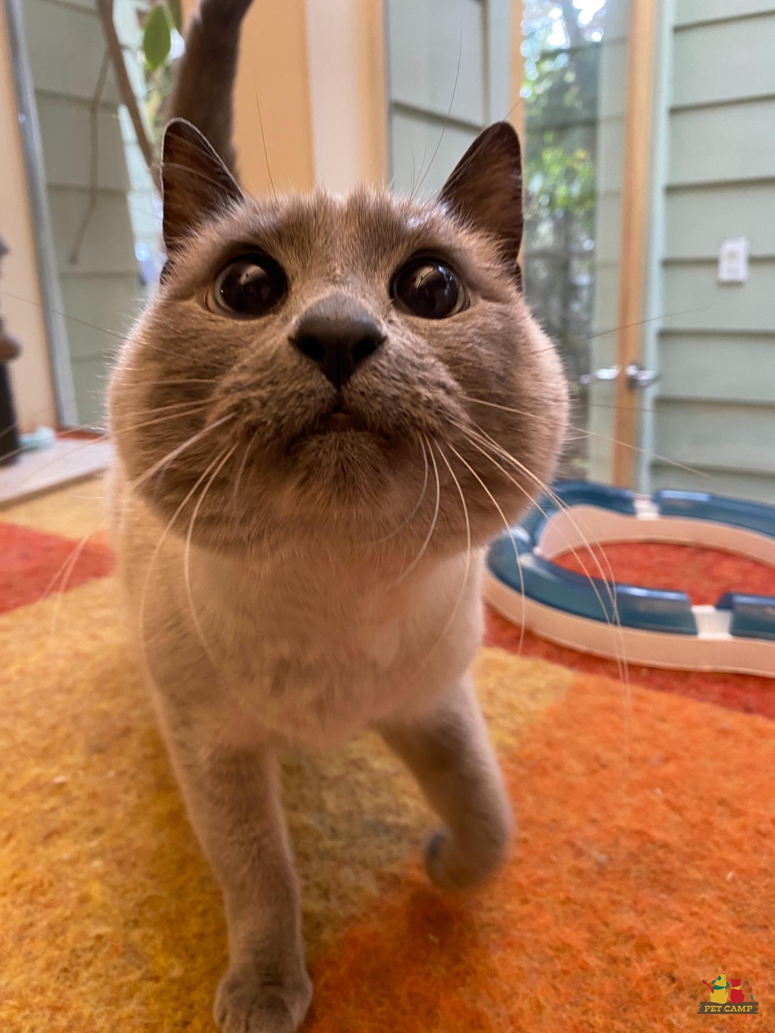 Pet Camp Cat Safari - Tuesday, March 12th, 2024 | Pet Camp