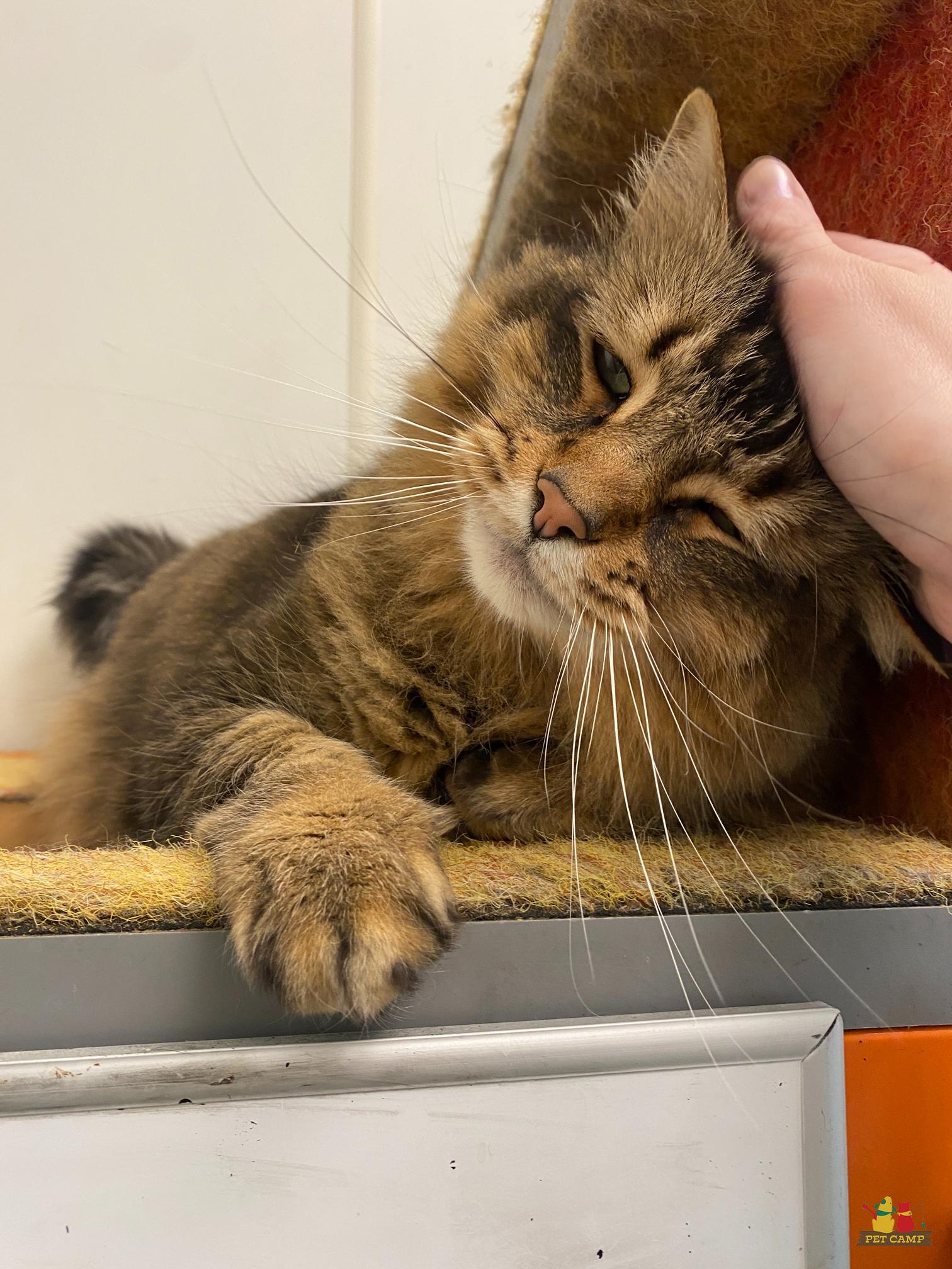 Pet Camp Cat Safari - Sunday, April 7th, 2024 | Pet Camp