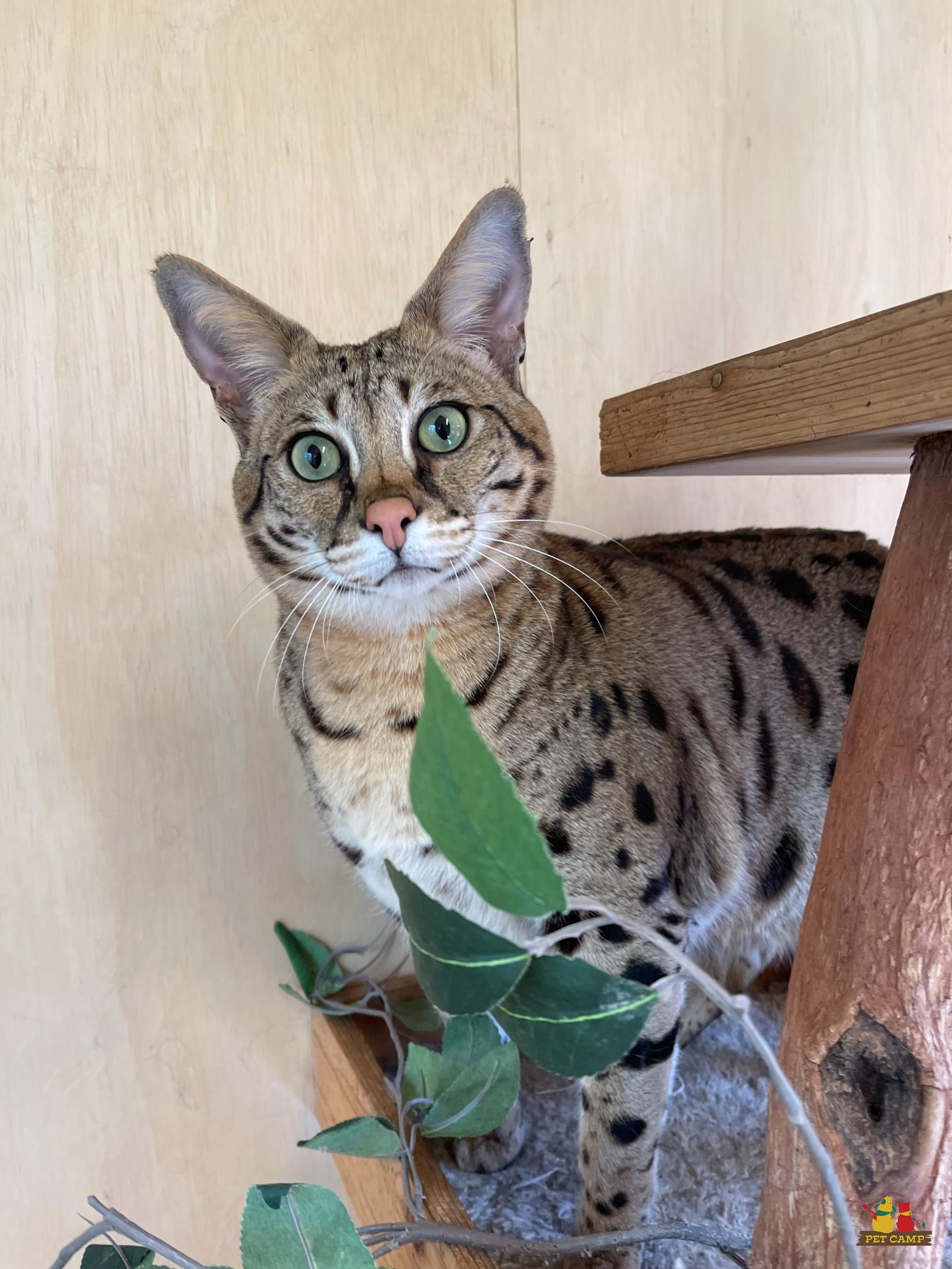 Pet Camp Cat Safari - Sunday, April 14th, 2024 | Pet Camp