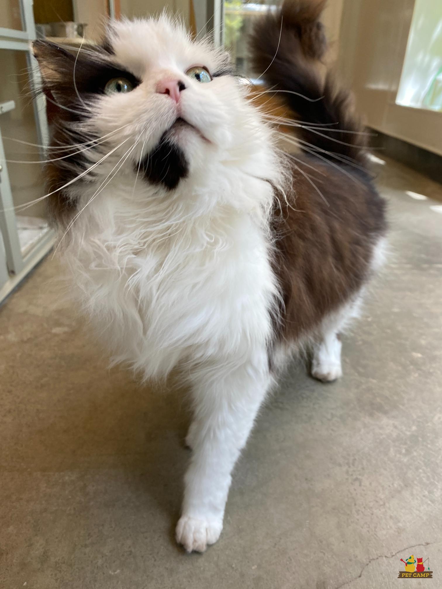 Pet Camp Cat Safari - Sunday, April 28th, 2024 | Pet Camp