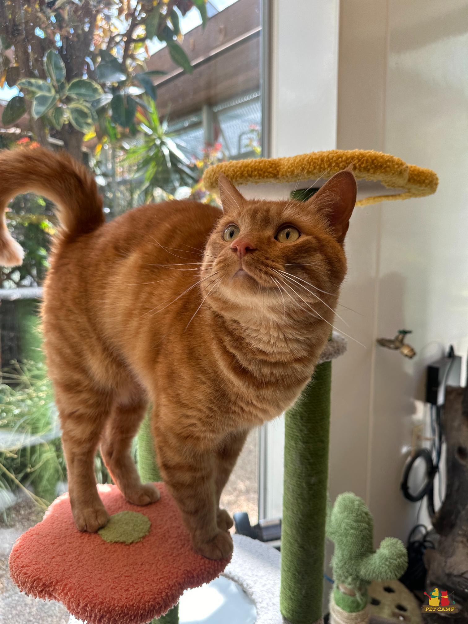 Pet Camp Cat Safari - Sunday, June 16th, 2024 | Pet Camp