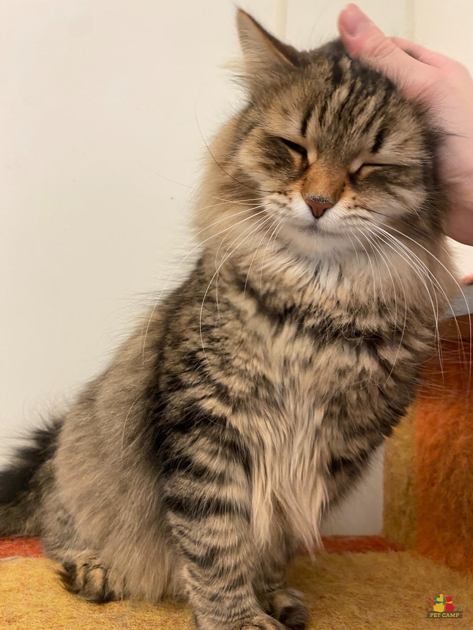 Pet Camp Cat Safari - Monday, June 24th, 2024 | Pet Camp