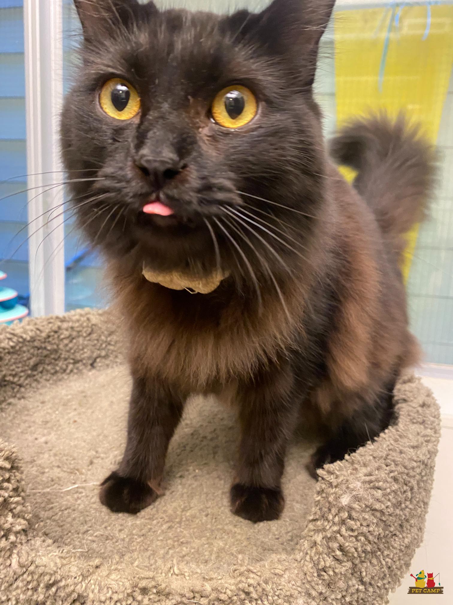 Pet Camp Cat Safari - Wednesday, July 3rd, 2024 | Pet Camp