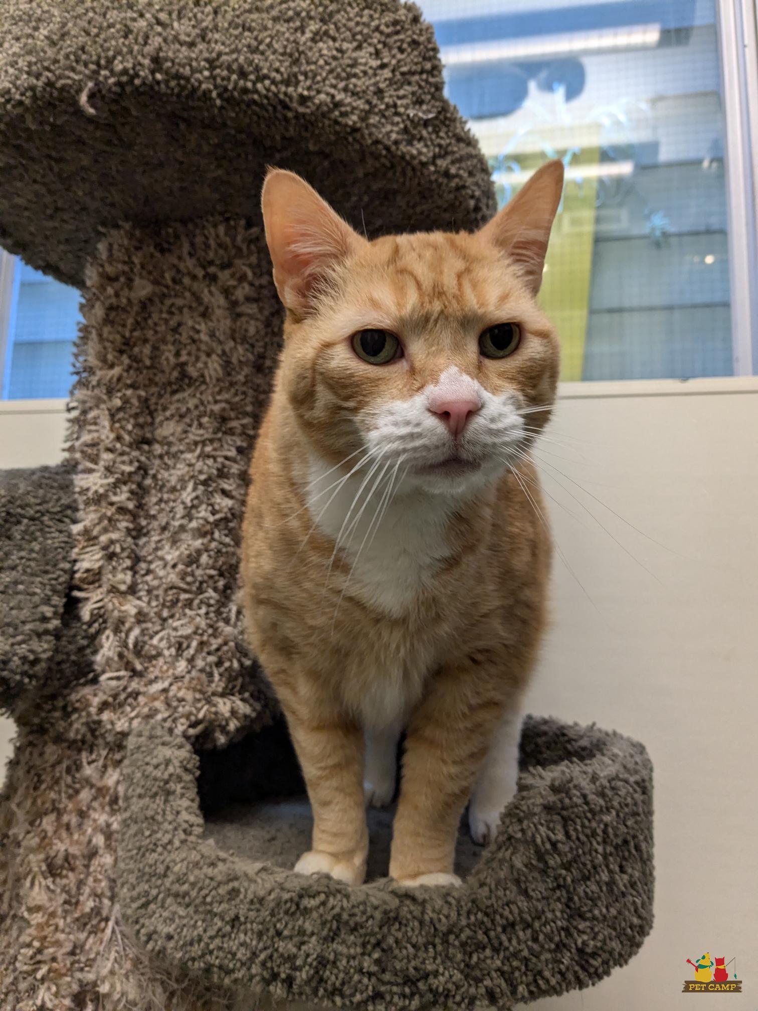 Pet Camp Cat Safari May 23rd, 2025 | Pet Camp